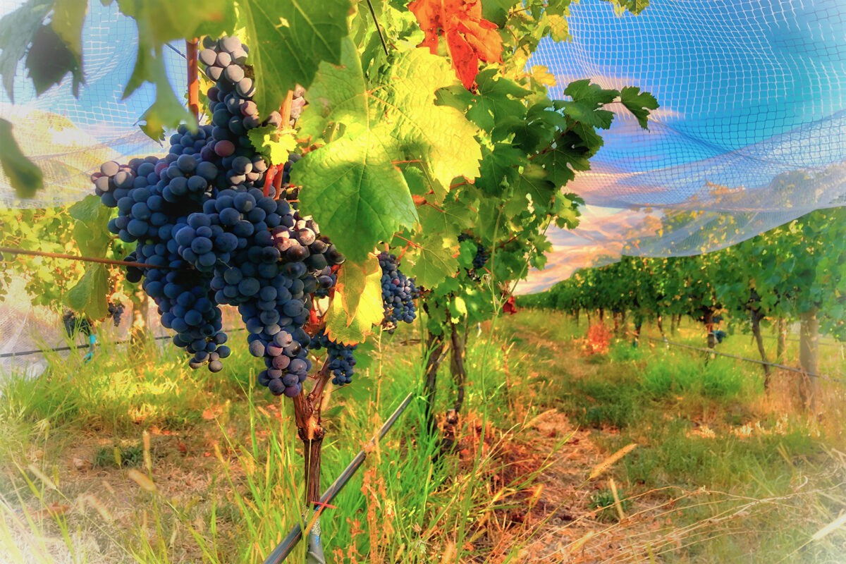 Dealing with a warmer climate in the vineyard - Killiecrankie Wines