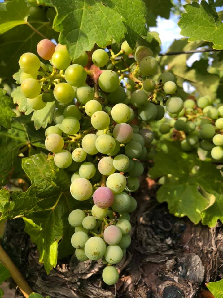 What on earth is veraison? - Killiecrankie Wines